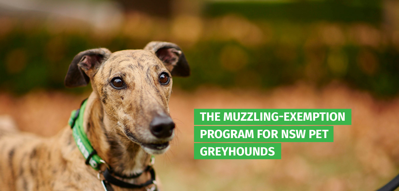 Greenhounds - NSW Greyhounds Going Green
